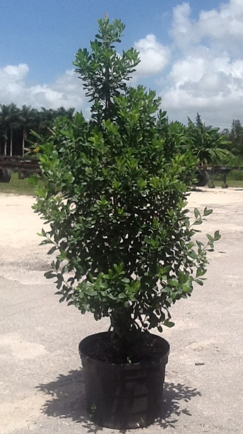 DisTREEbutors Farm, Inc. | plantANT.com