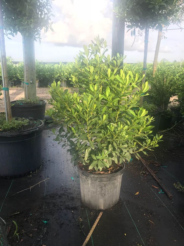 M & J Nursery and Landscaping | plantANT.com