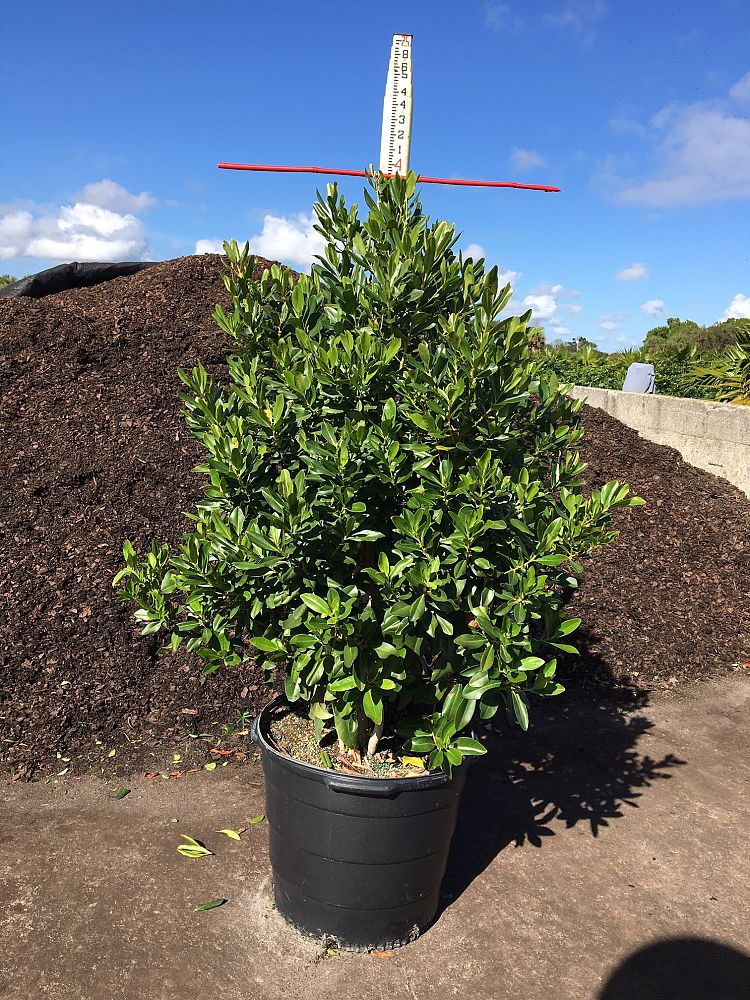 Hackberry Hammock | plantANT.com