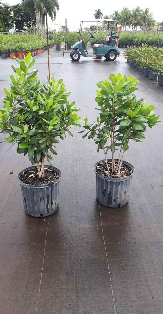 Hi-Land City Nursery LLC | plantANT.com