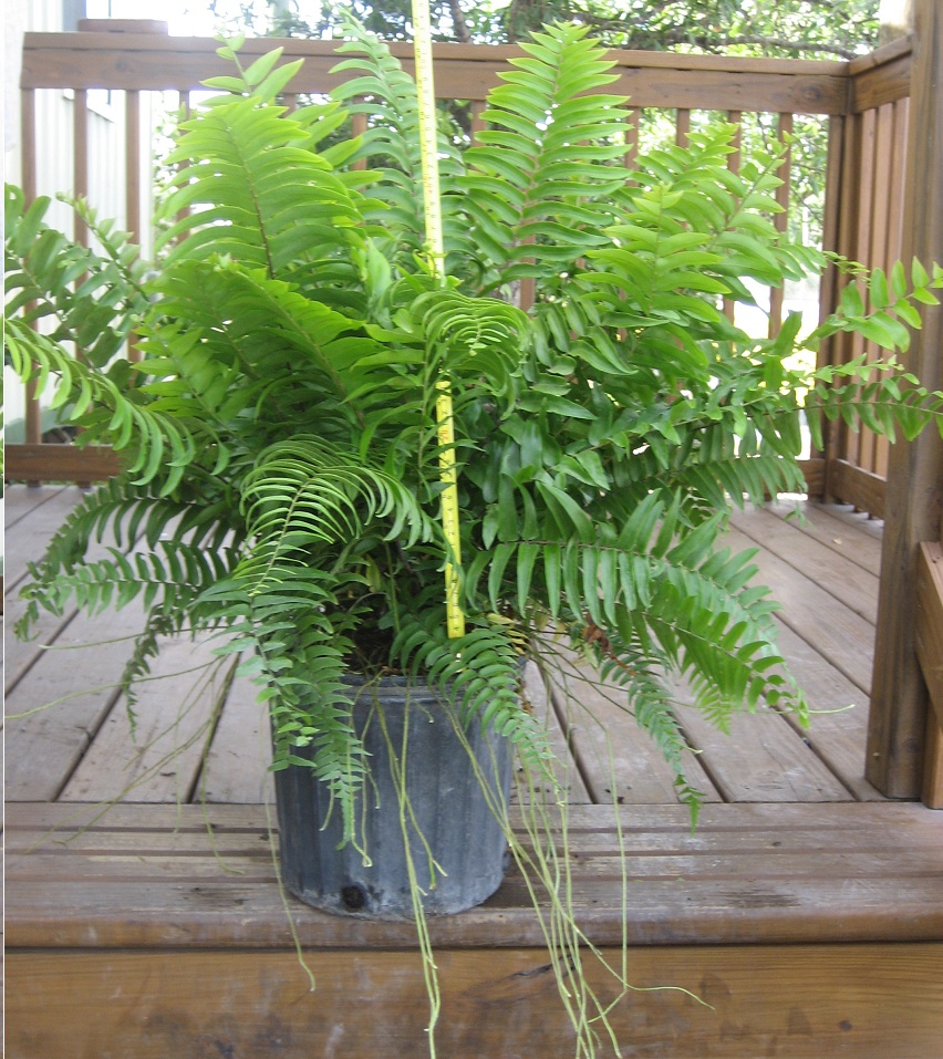 Image Gallery - Tadala's Nursery