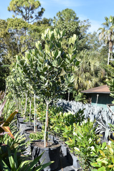 Reed's Weeds & Flower Farm | plantANT.com