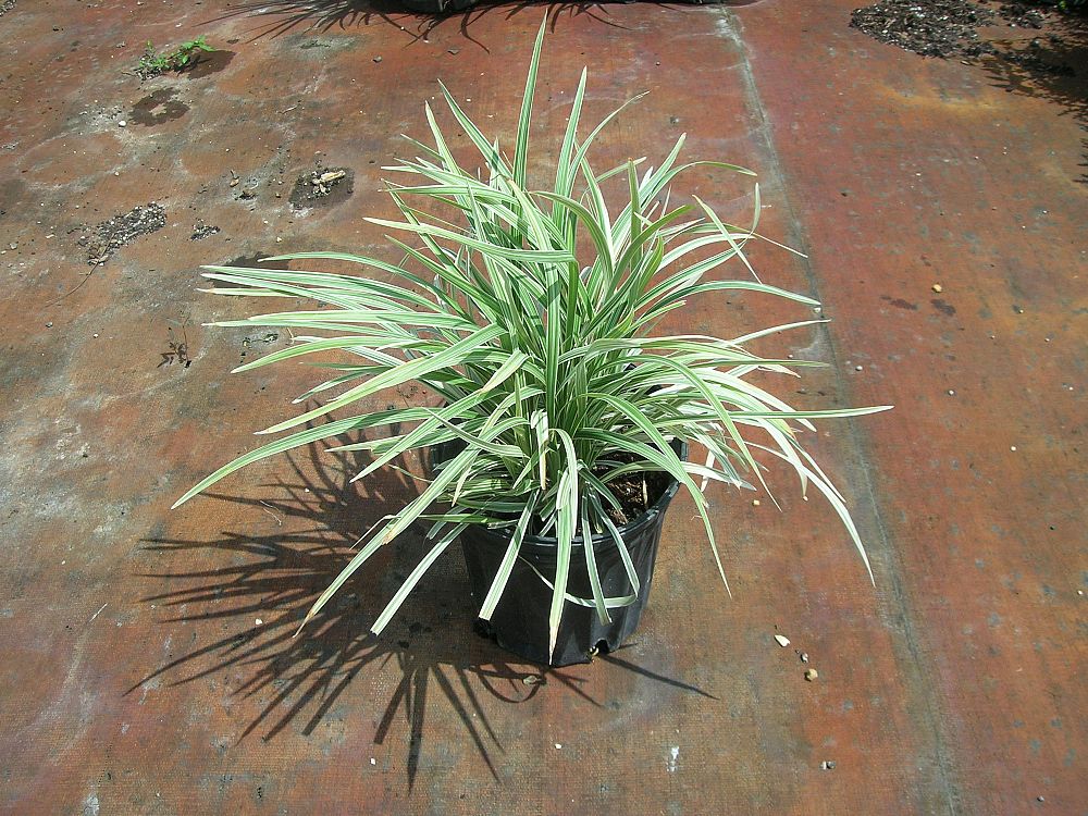Ophiopogon japonicus, Mondo Grass, Lilyturf