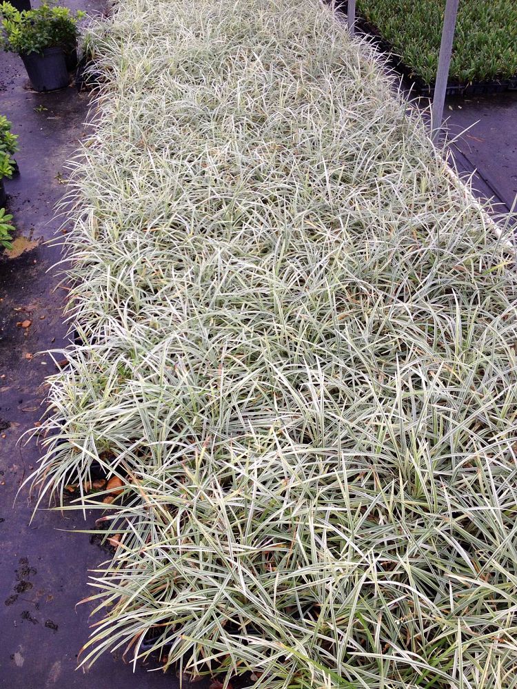 Michael's Nursery | plantANT.com