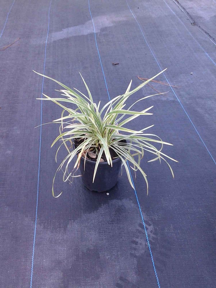 Casey's Nursery | plantANT.com