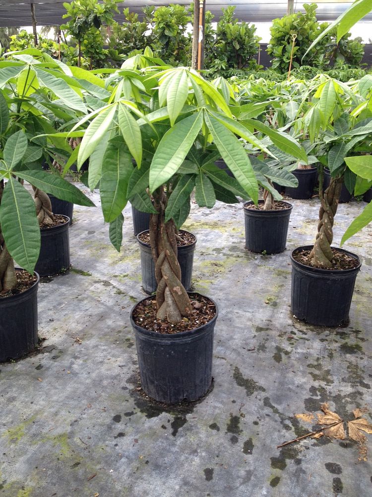 Guiana Chestnut