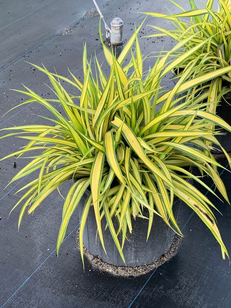 Haverland Nurseries, LLC. | plantANT.com