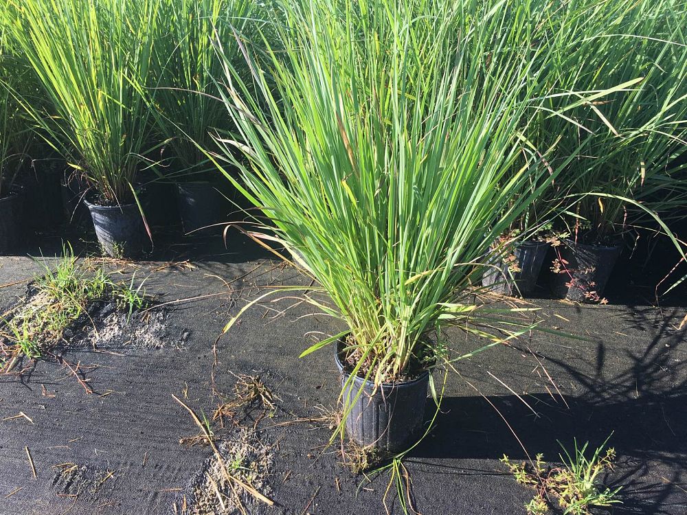 Beeman's Nursery | plantANT.com