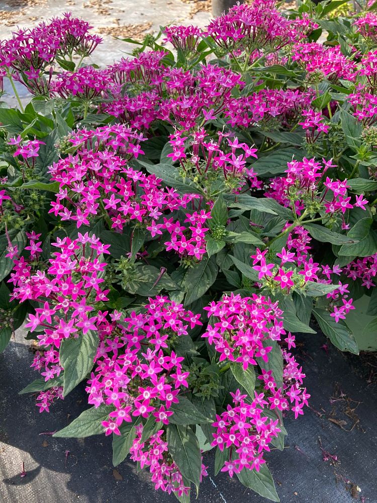 Salmon's Wholesale Nursery | plantANT.com