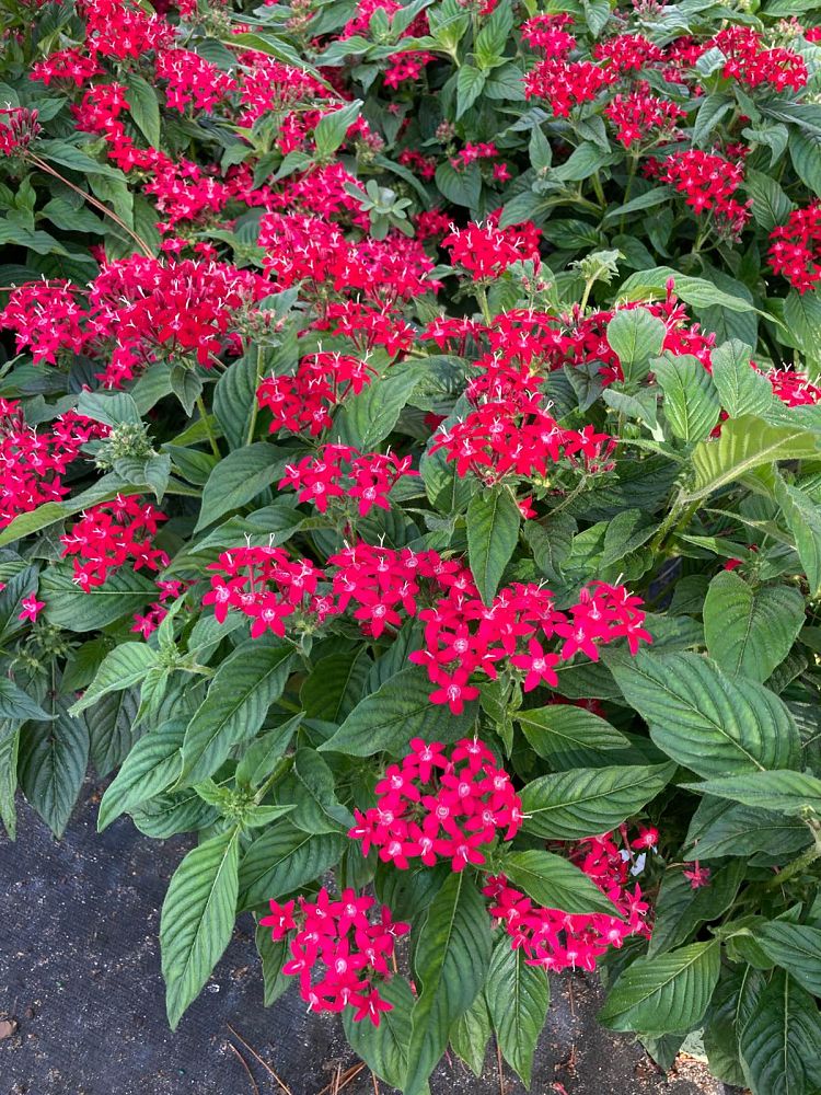 Salmon's Wholesale Nursery | plantANT.com