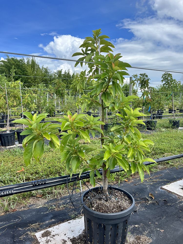 Yarden | plantANT.com