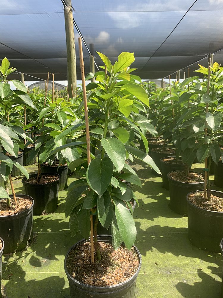 B & L Foliage, LLC | plantANT.com