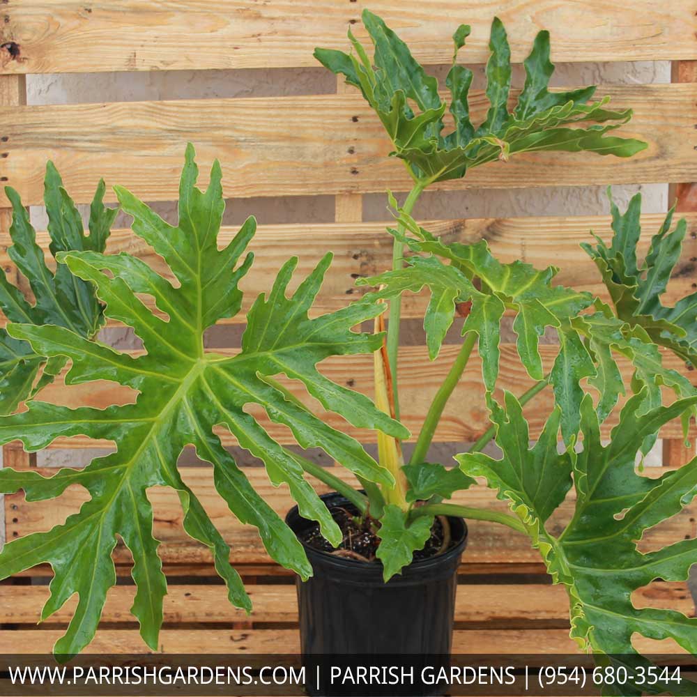 Philodendron bipinnatifidum, Split-leaf Philodendron, Philodendron ...