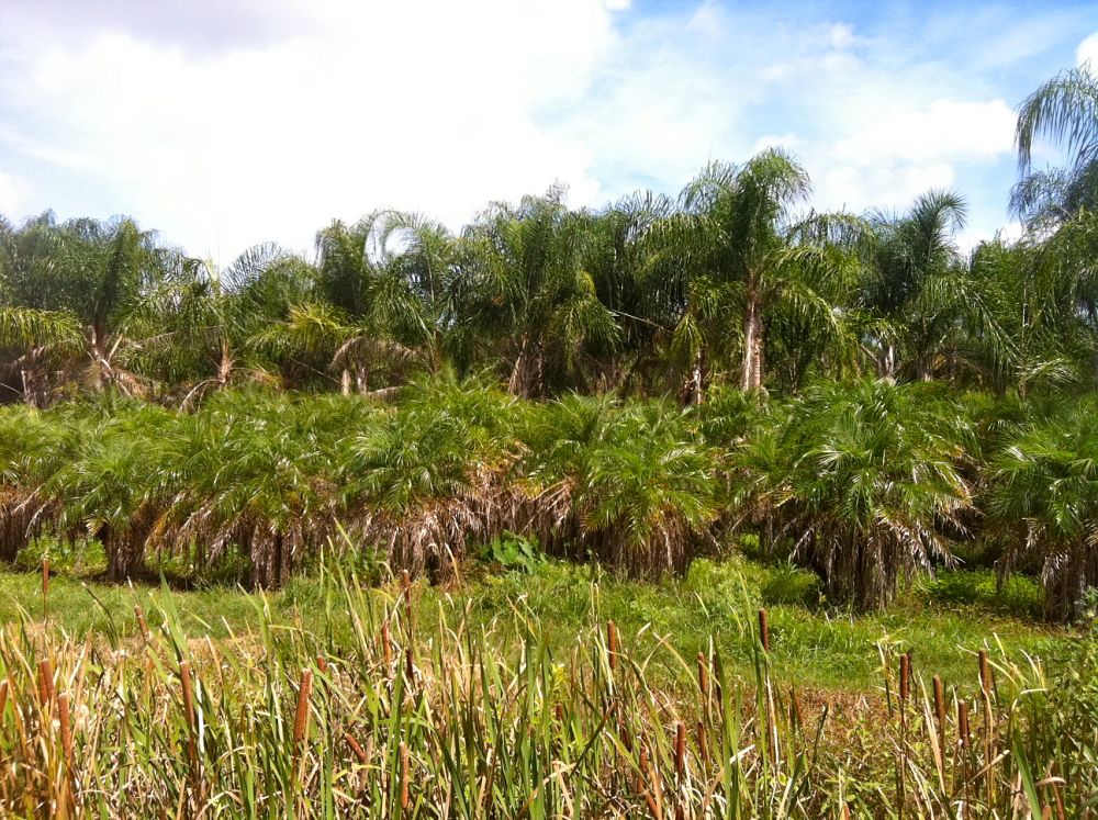 Image Gallery - COD Trees