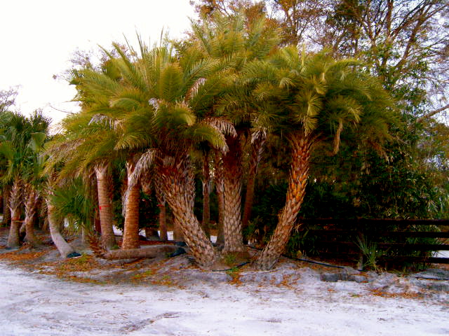 COD Trees Inc | plantANT.com