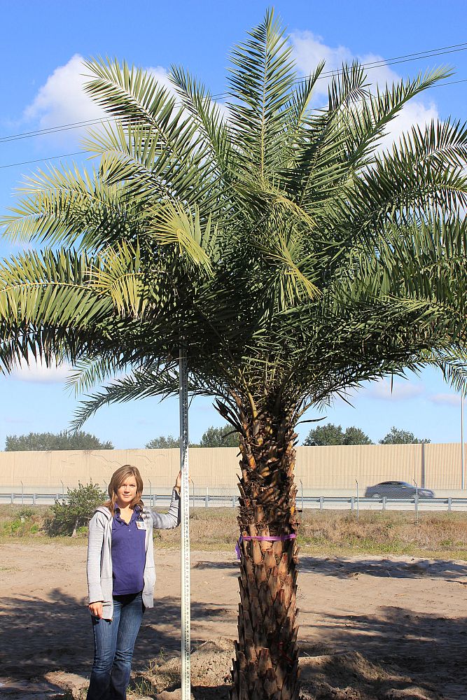 Phoenix sylvestris, Sylvester Date Palm, Silver Date Palm, Wild Date ...