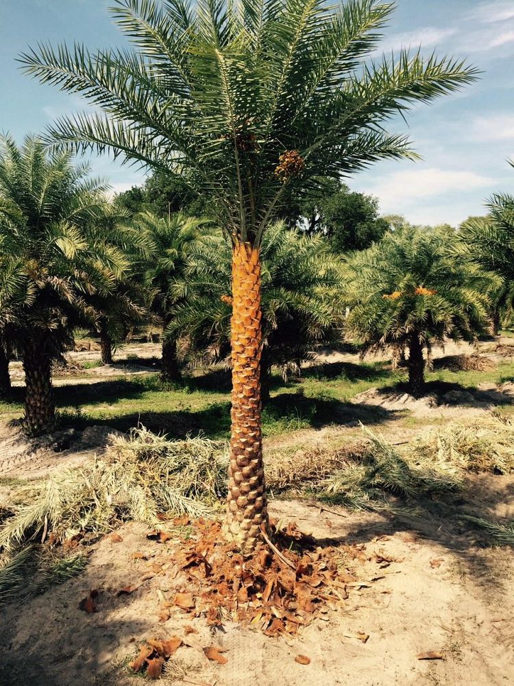 Phoenix sylvestris, Sylvester Date Palm, Silver Date Palm, Wild Date ...