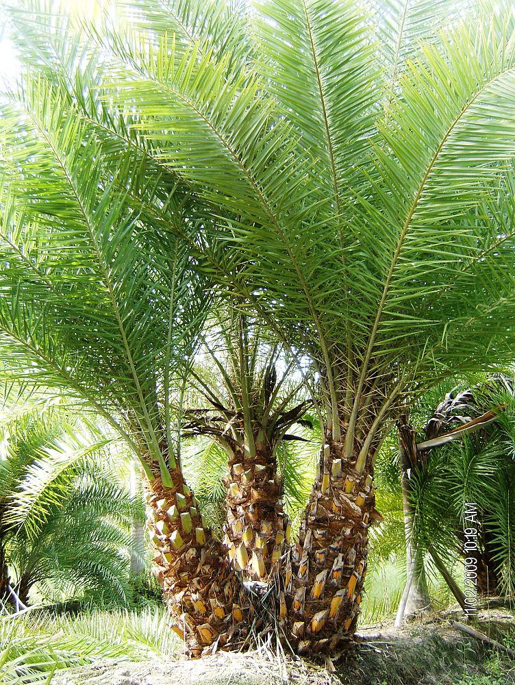 Phoenix sylvestris, Sylvester Date Palm, Silver Date Palm, Wild Date ...