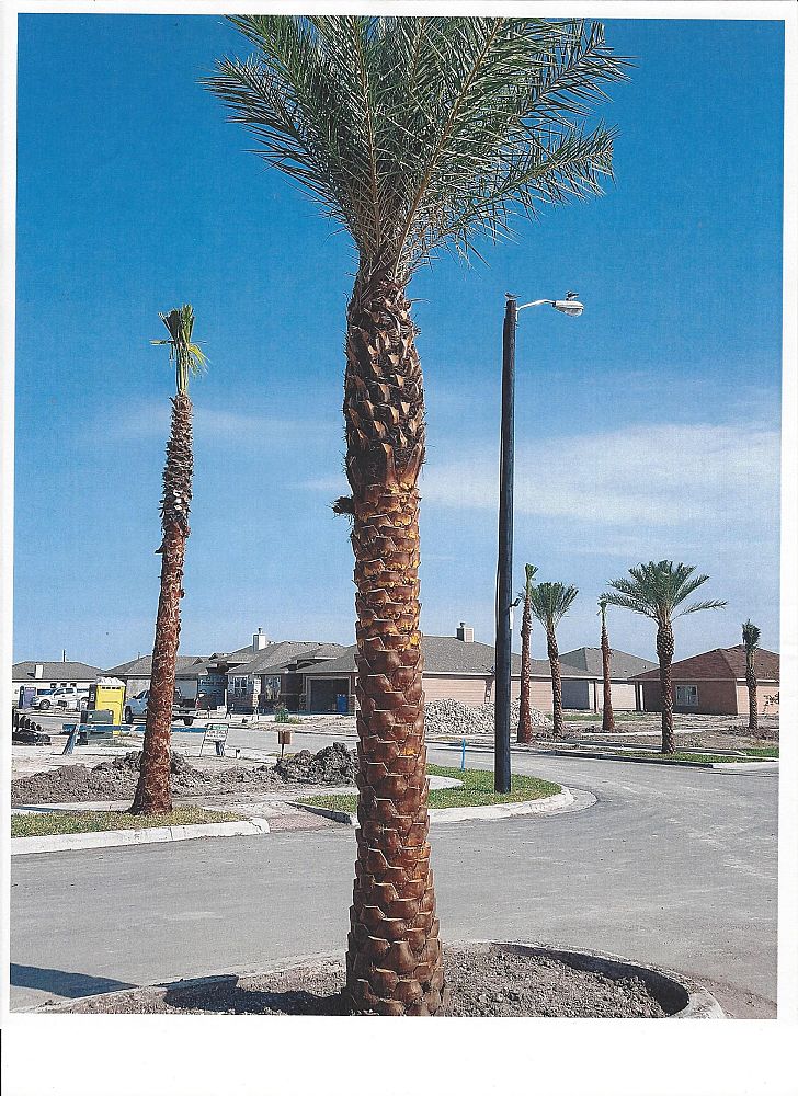 Fox Palm Tree Farm | plantANT.com