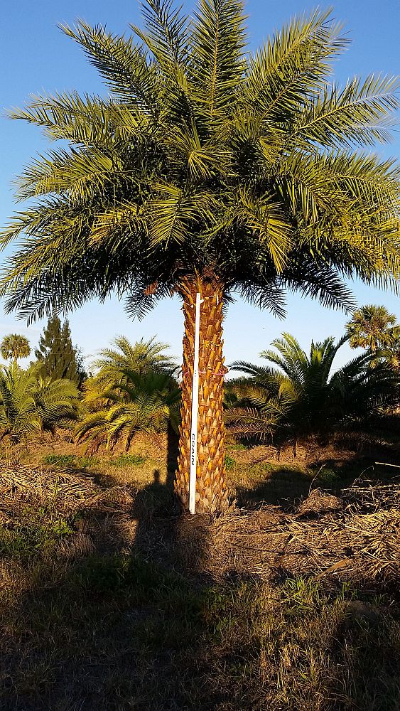 SFI Palm Tree Farms - Homestead & Fort Pierce | plantANT.com