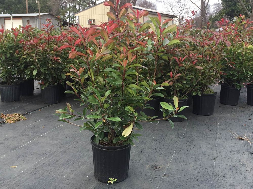 Gallery - Texas Wholesale Nursery