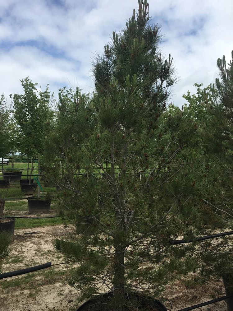 Image Gallery - Flory Tree Farm