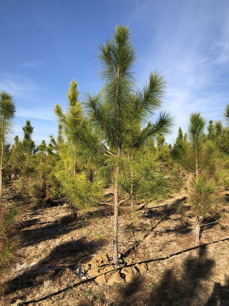 Spectrum Tree Farms, Inc. | plantANT.com