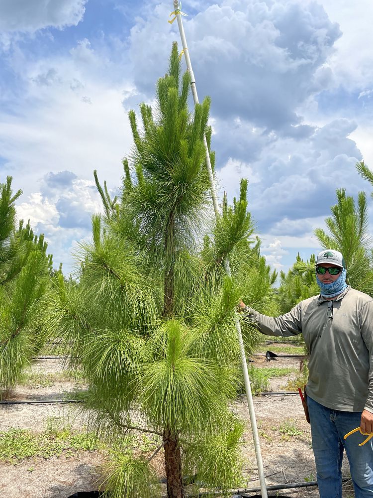 Southeastern Shade, Inc. | plantANT.com