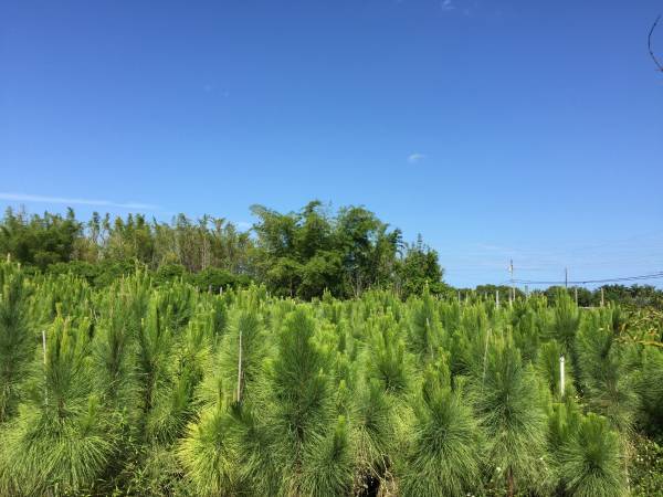 Bamboo Miami | plantANT.com