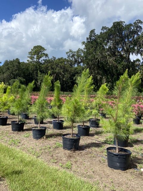 Ocala Tree Farm | plantANT.com