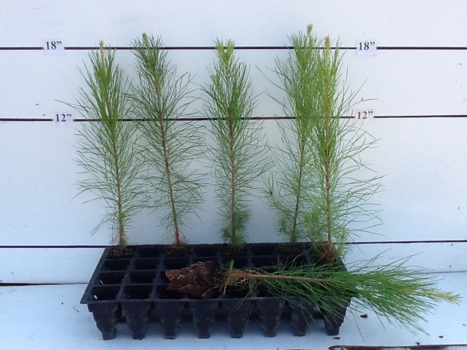 Gallery - Rennerwood