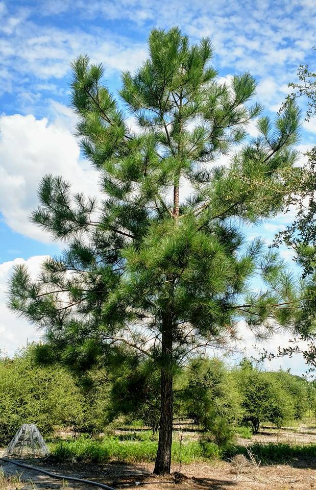 Bledsoe Family Farms | plantANT.com