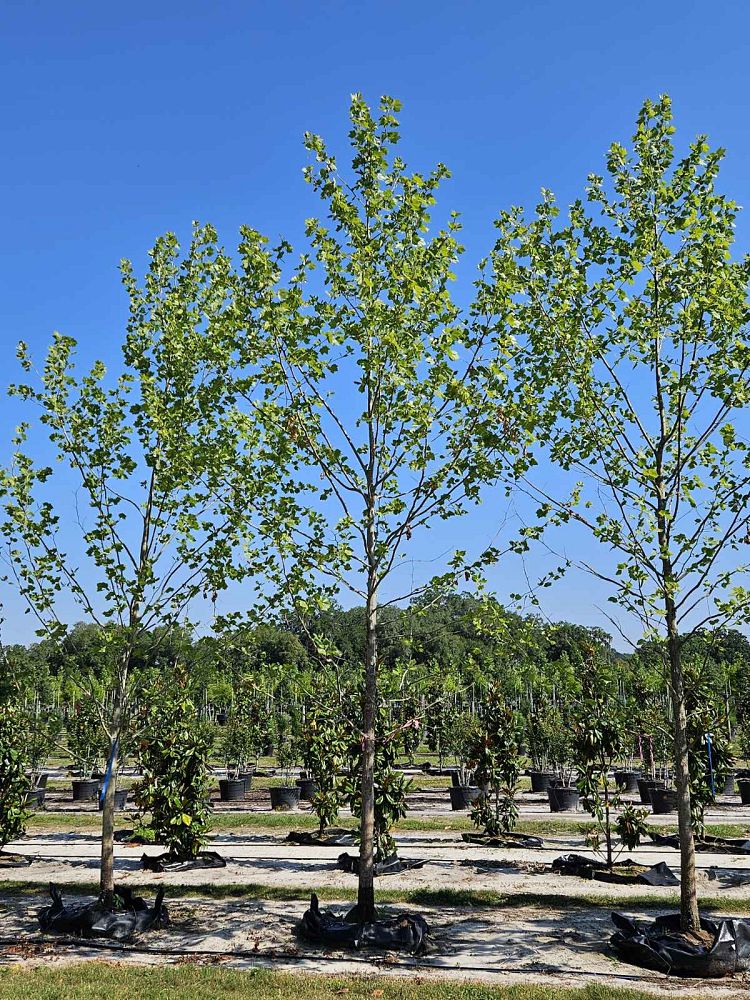 Bent Oak Tree Farm | plantANT.com