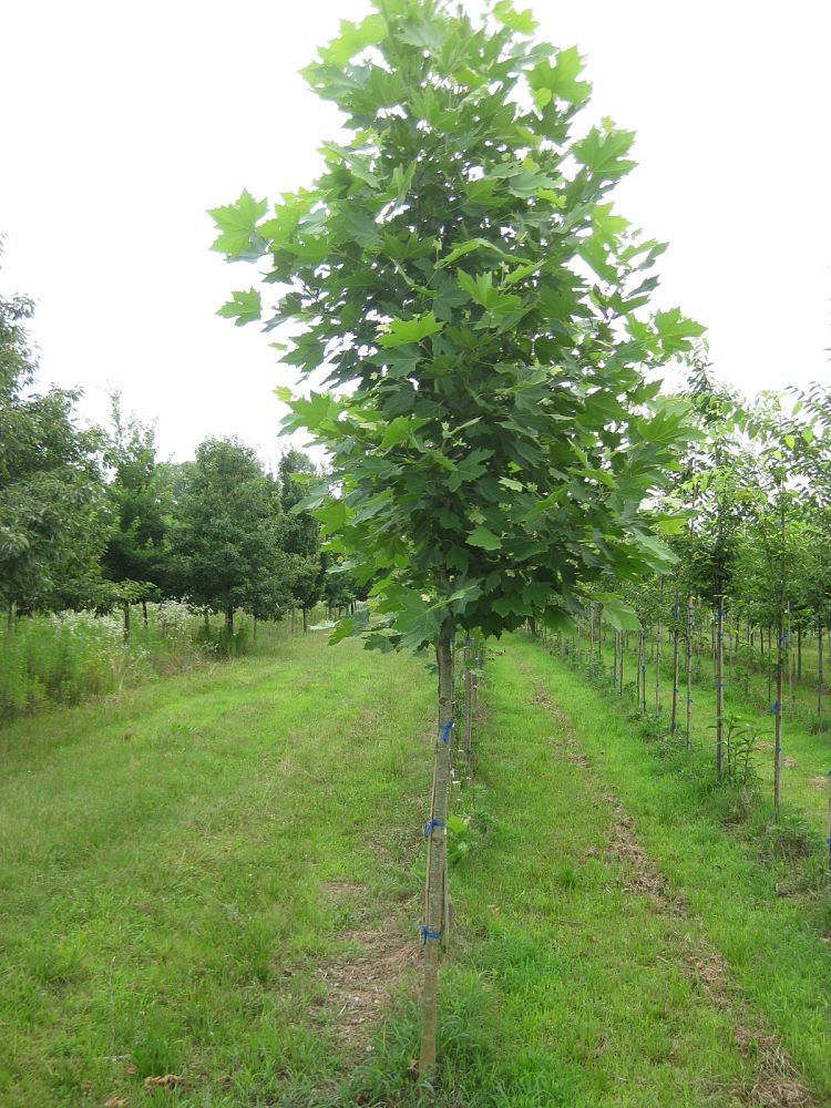 SRH Trees Inc. | plantANT.com