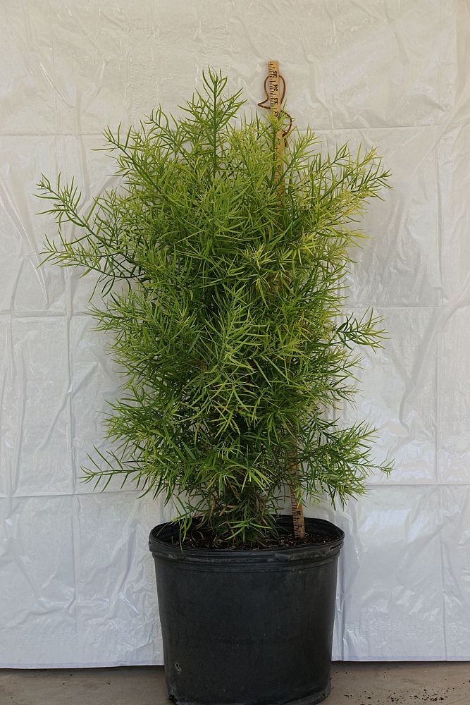 Greener Path Nursery | plantANT.com