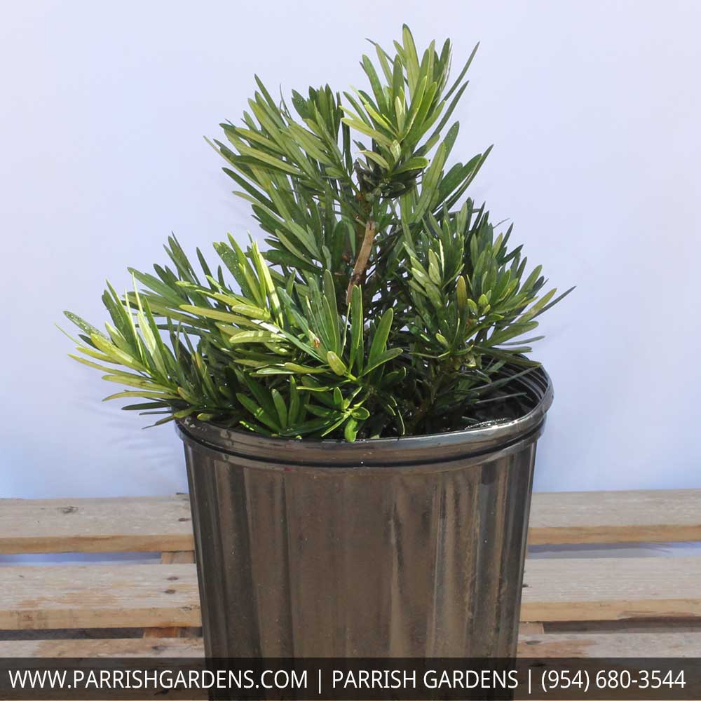 Podocarpus macrophyllus 'Dwarf Pringles', Japanese Yew