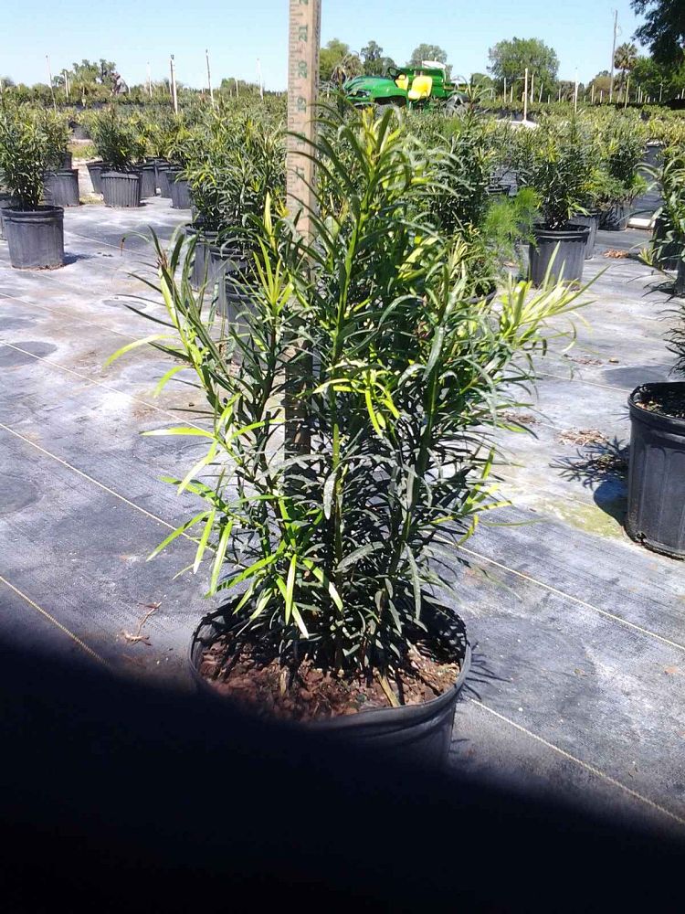 Casey's Nursery | plantANT.com