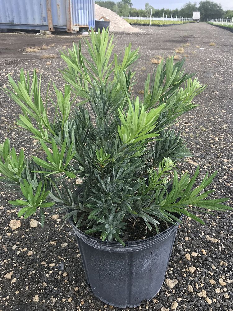 Gold Star Nursery, LLC | plantANT.com