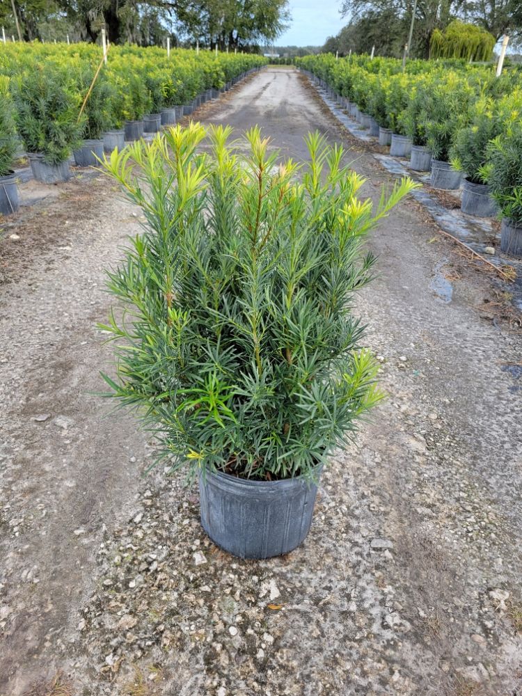 Products – Sumter Gardens Nursery