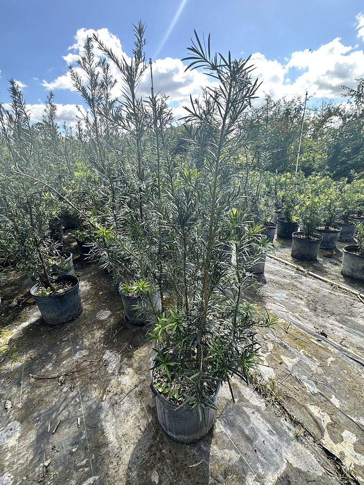 Black Gold Tree | plantANT.com