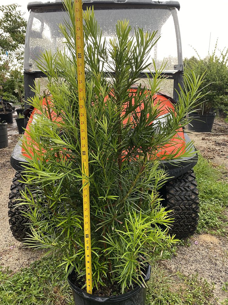 RC Trees | plantANT.com