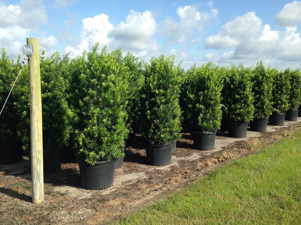 Podocarpus macrophyllus - Maki Japanese Yew | Florida garden ...