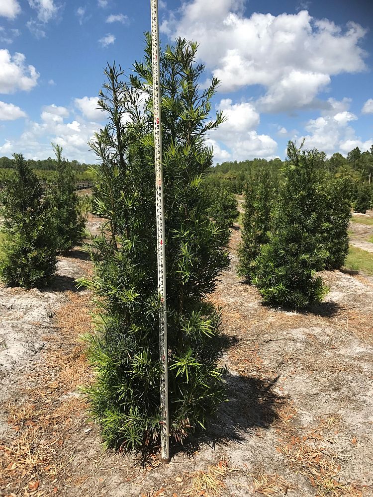 Field Grown 7 x 3' FULL