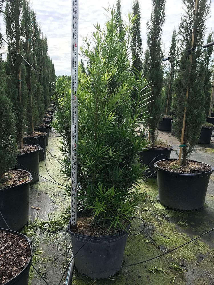 10G / 17" 5' x 24" FULL