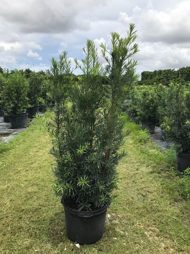 EMV GROWERS LLC | plantANT.com