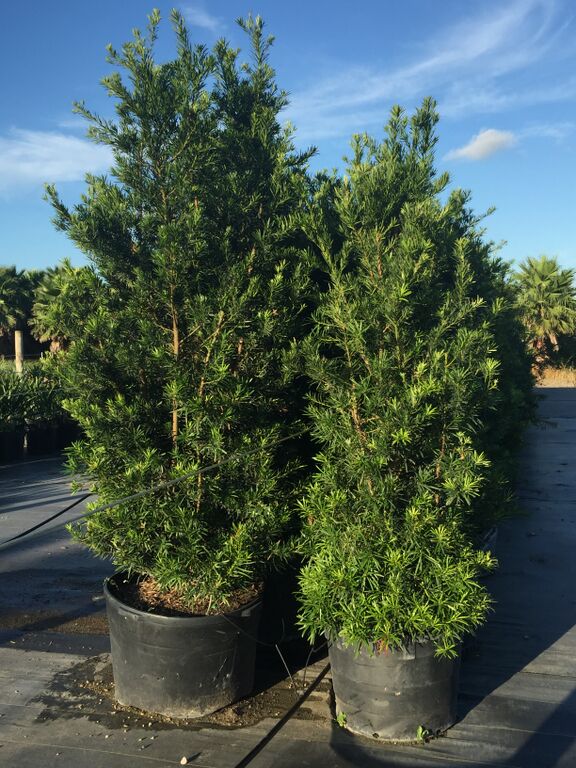 Groundworks Texas! | plantANT.com