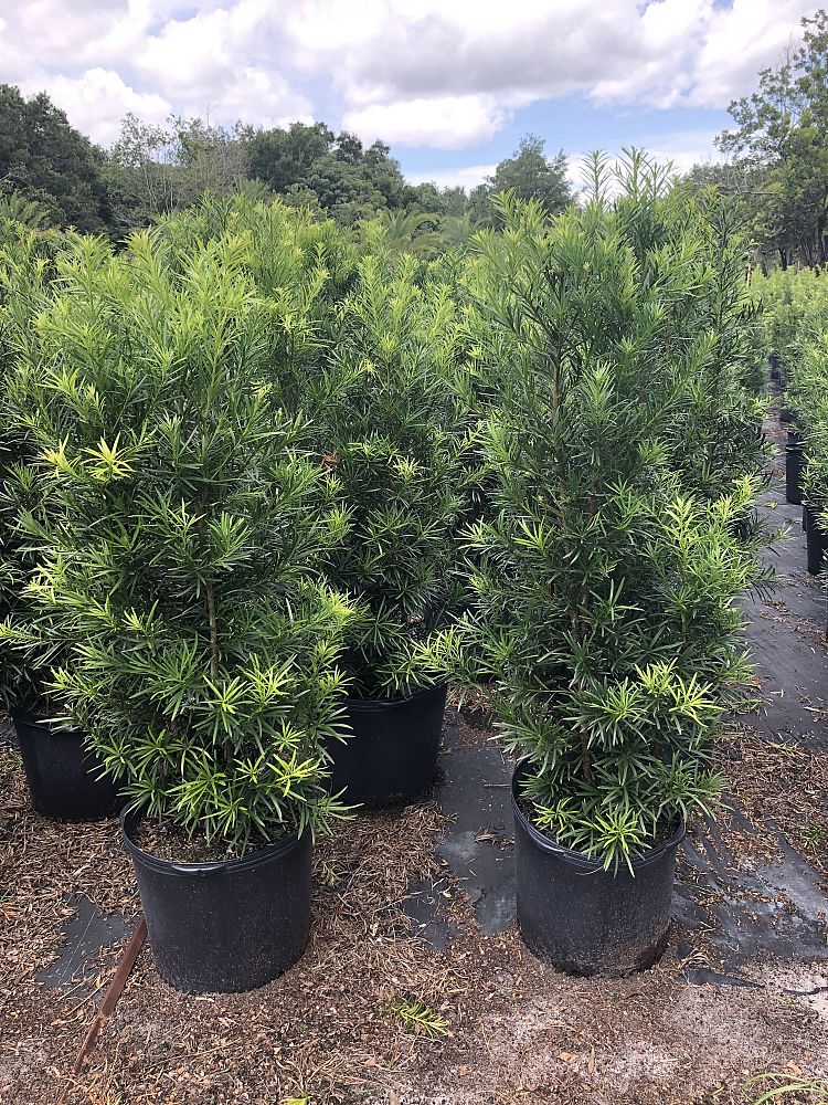 Pat Jorgensen Nurseries | plantANT.com