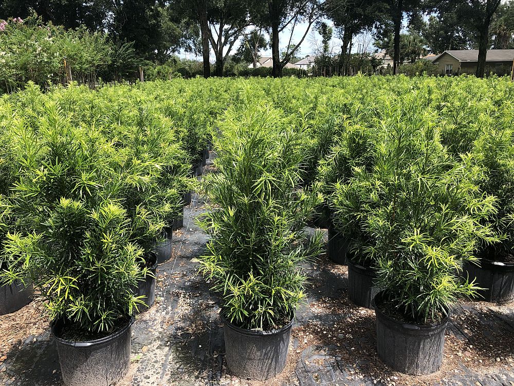 Pat Jorgensen Nurseries | plantANT.com