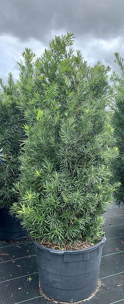 Pine Lake Nursery & Landscape | plantANT.com