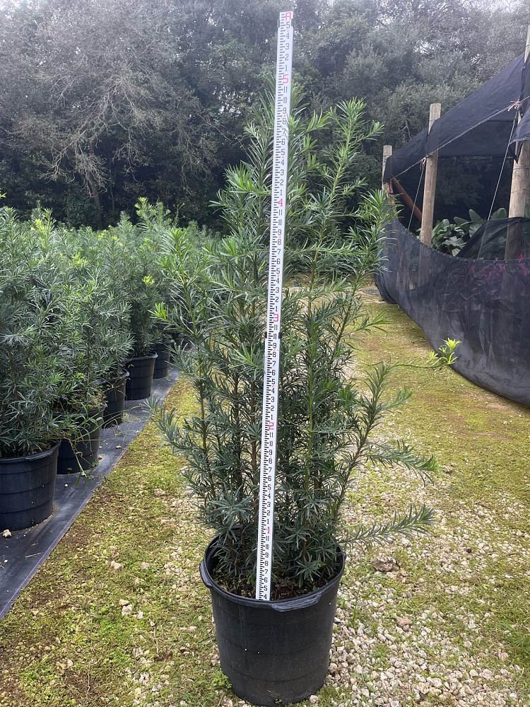 Monarca Nursery | plantANT.com